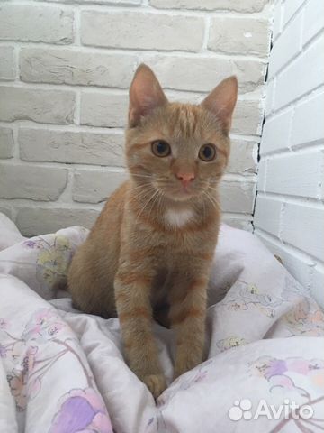 Рыжулька Пума в поисках семьи