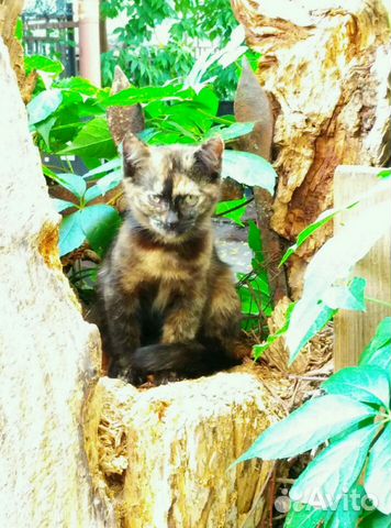 Маска кошечка 6 месяцев