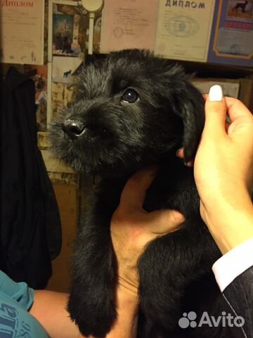 Ризеншнауцер