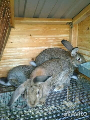 Продам кроликов