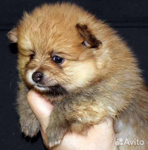 Померанские шпицы