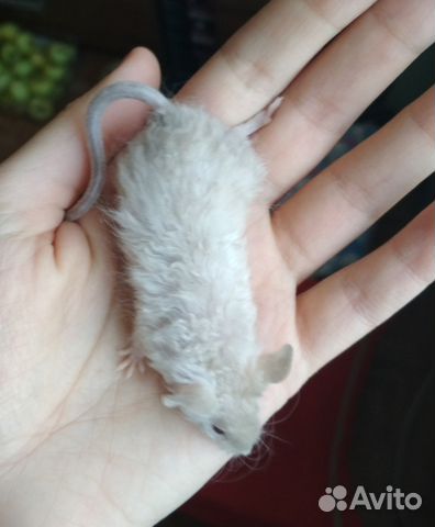 Декоративные мыши