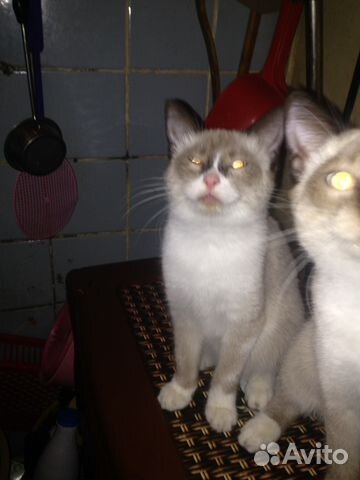 Котята по 7-8 мес персидский