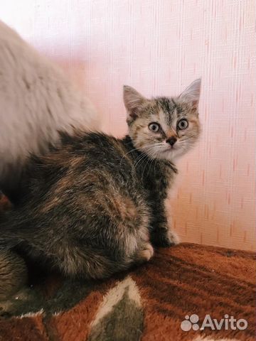 Котенок (пушистая, трехцветная)