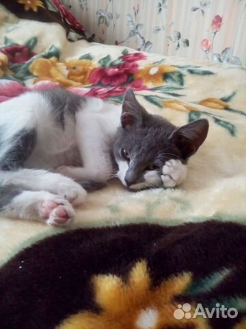 Кошечка Нюся в добрые руки (метро Сокольники)