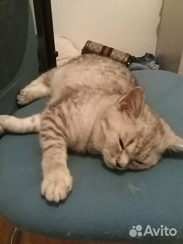 Котенок Британский бесплатно