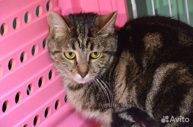 Кошечка Бусинка ищет дом