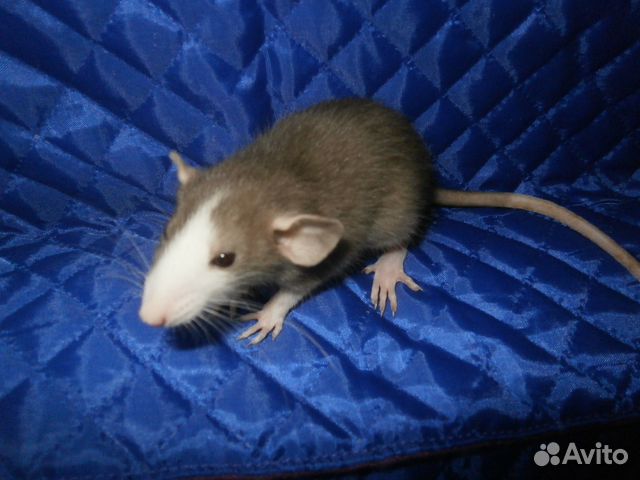 Новые крысята мальчики + клетки