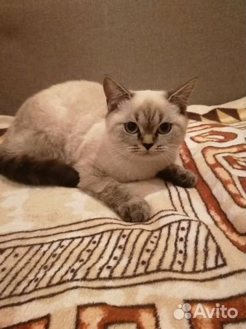 Шотландская прямоухая редкий окрас