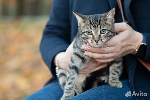 Котенок в добрые руки