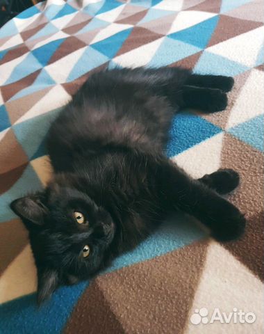 Котята в любящие руки