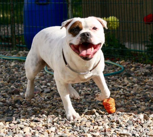 Рыжая с белым щенок стаффбуля 4,5 месяца