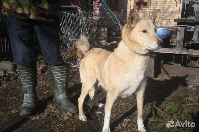 Западно-сибирская лайка