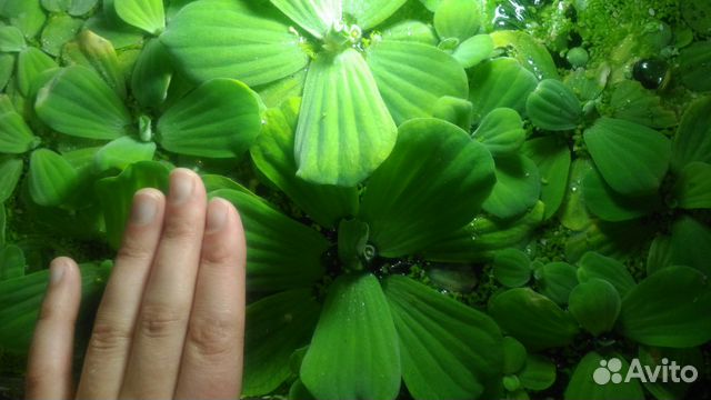 Пистия (водоросли)