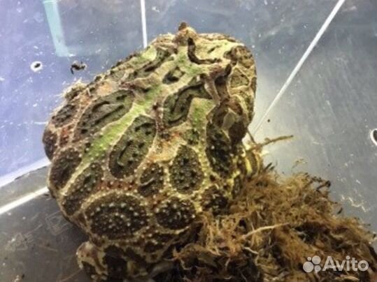 Рогатка Кранвелли