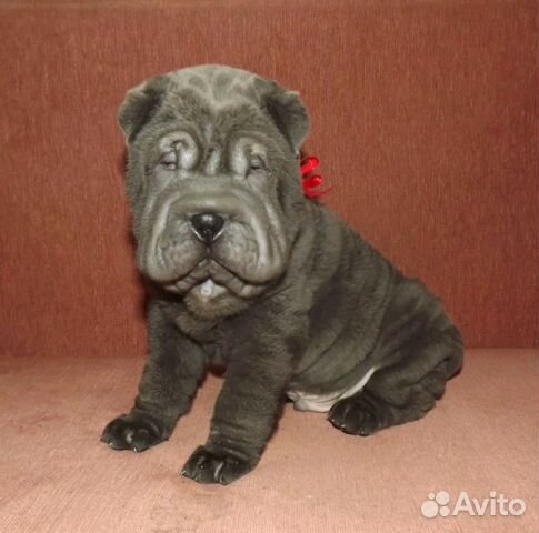 Шар-пей голубой мальчик