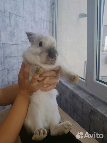 Декоративный кролик