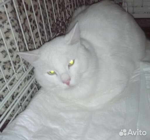 Кот Умка, белый, пушистый, 2 года