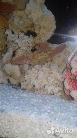 Продажа или обмен красной зебры