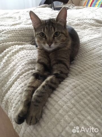 Кошка для вязки