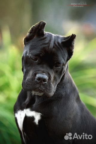 Великолепный чёрный мальчик