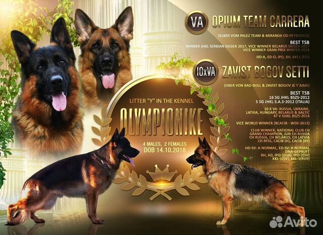 Щенки немецкой овчарки