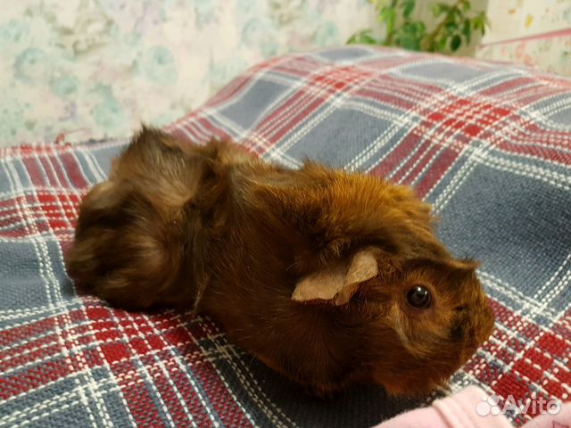 Морская свинка с клеткой