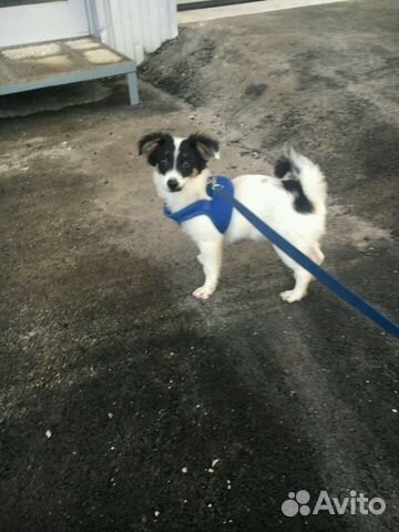 Щенуля малышка