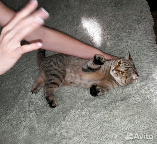Отдам кошечку в добрые руки