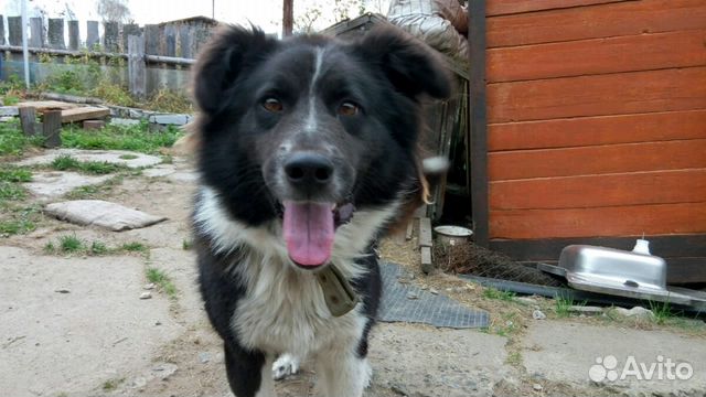 Отдам замечательного кобелька 2 лет