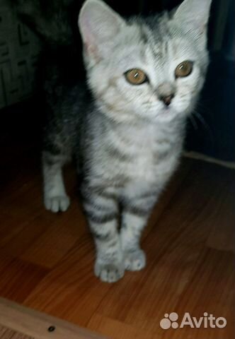 Котенок от британки