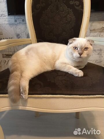 Скотишфолд (Шотландская вислоухая)