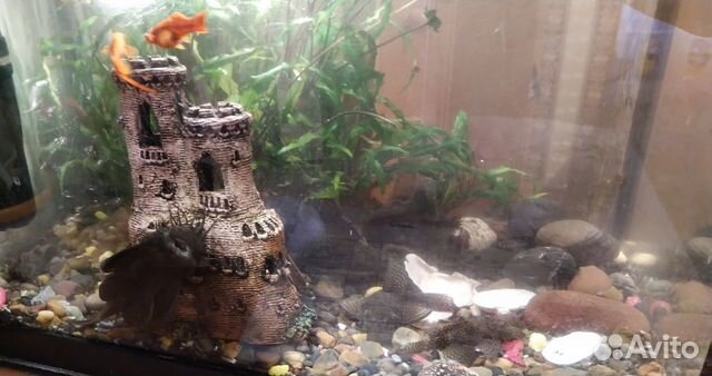 Аквариум