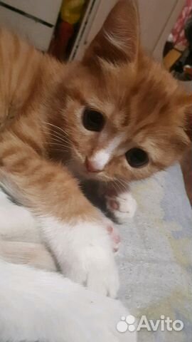 Котенок-мальчик