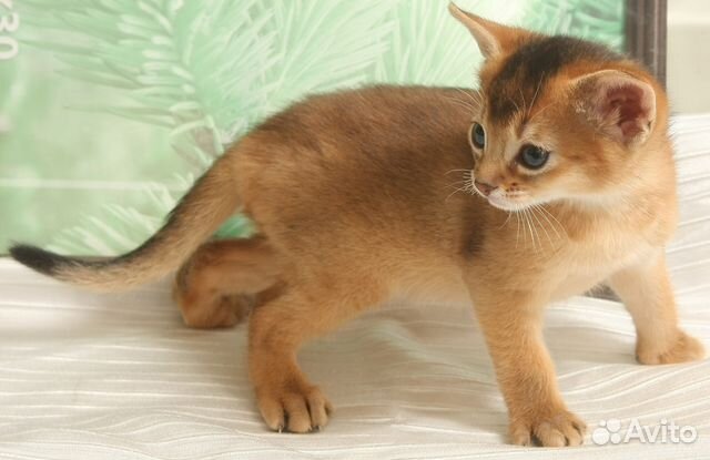 Абиссинские котята экстримального типа
