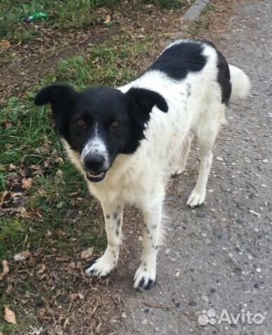 Метис бордер колли в дар