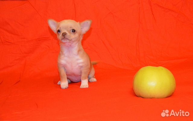 Чихуахуа-очаровательные малыши различных окрасов