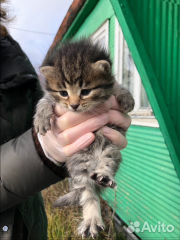 Котята бесплатно
