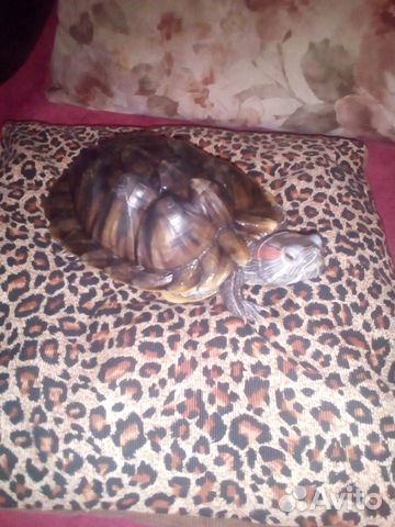 Продам красноухих черепах