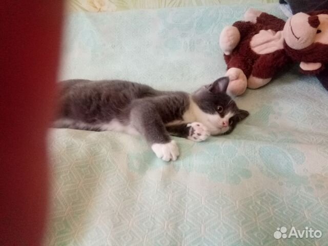 Котенок лапулечка