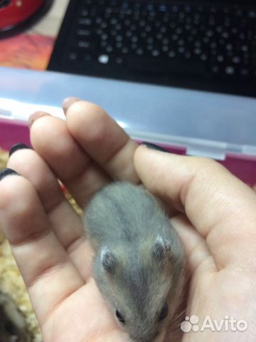 Малыши джунгарики