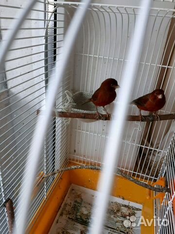Пара канарь и канарейка с клеткой