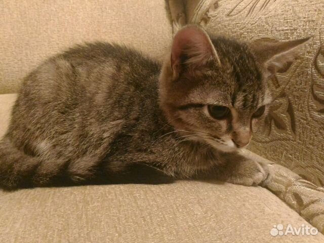 Отдам котика