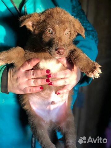 Пес-шоколадный нос