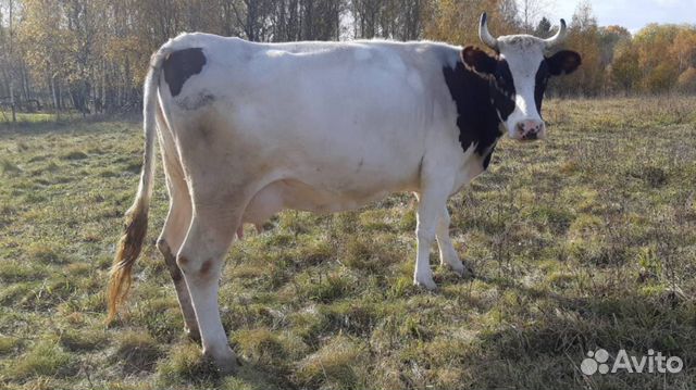 Айширская корова ч/п
