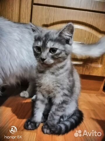 Отдадим котят в добрые руки