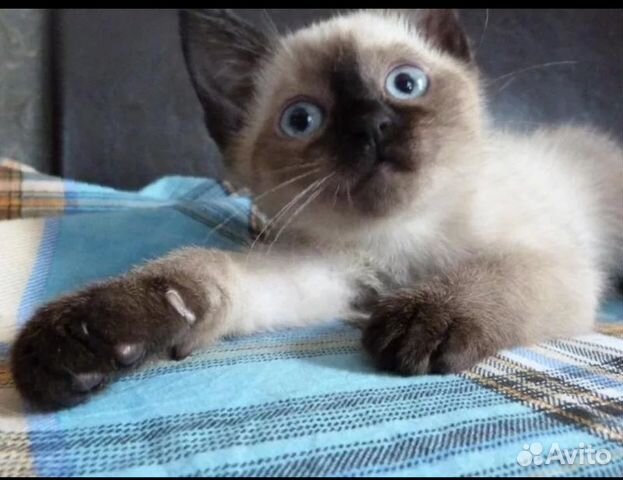 Сиамский котёнок мальчик ищет дом