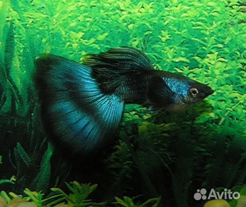 Гуппи(чистые линии), сомики, растения