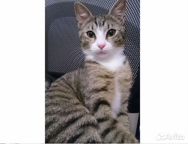 Котята Грациозная Красотка в дар в добрые руки