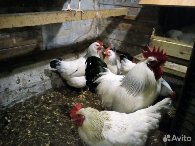 Инкубационное яйцо породных кур, цыплята